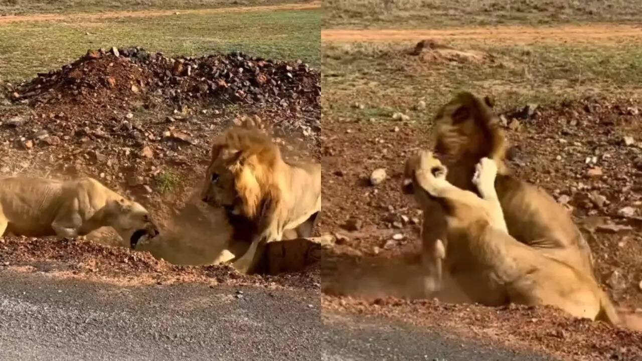 Wild Animal Video Lioness Sudden Attack King of Jungle Then See What ...