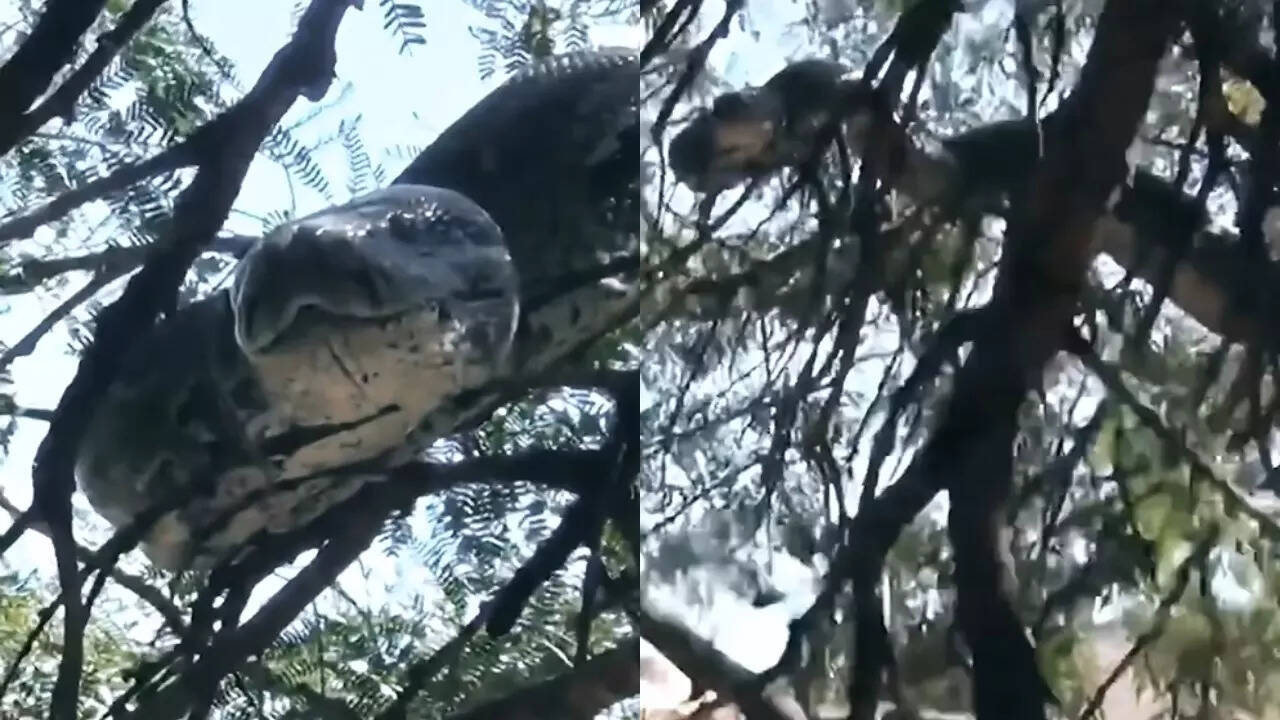 giant python seen hanging from tree in this viral video | Times Now ...