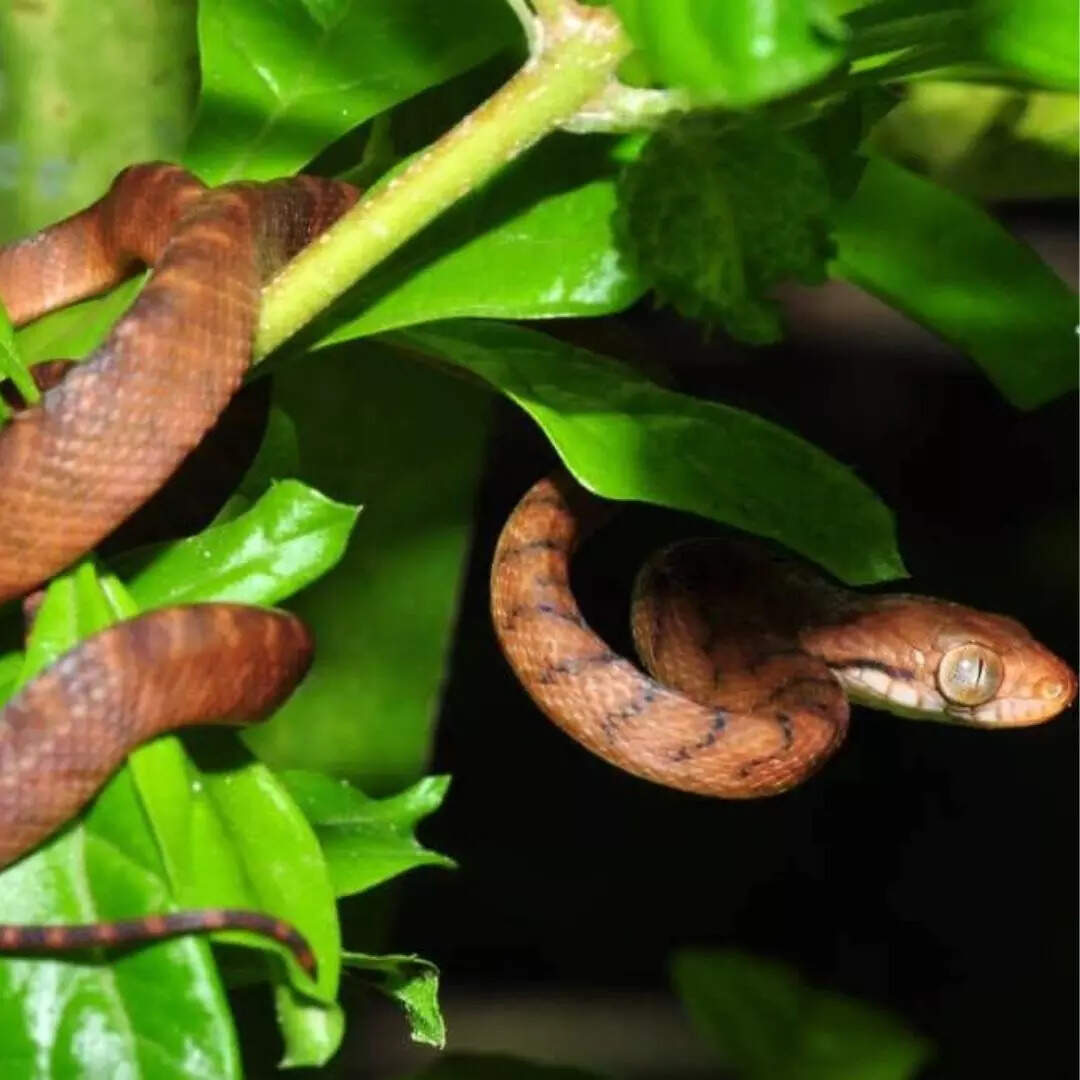 Why Snake On Sandalwood Tree Chandan Ke Ped Par Saap Kyu Rehte Hain ...