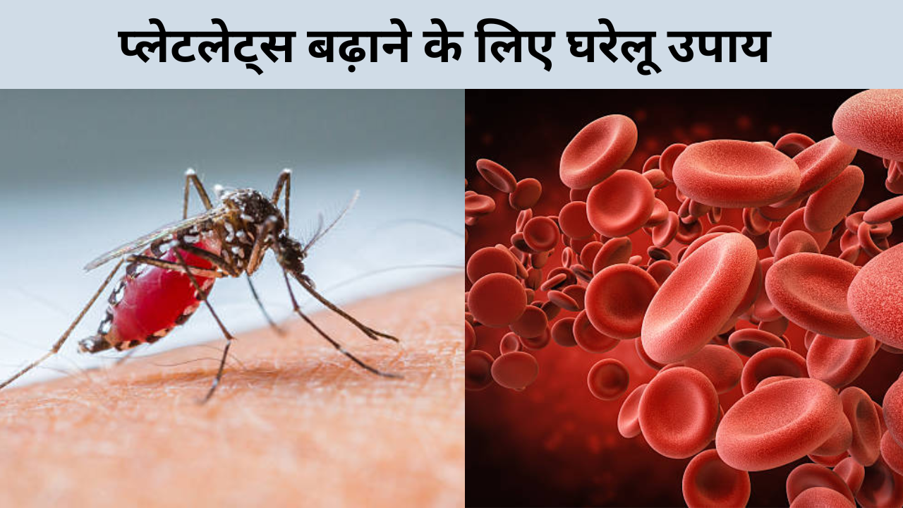 Home Remedies to Increase Platelet Count In Hindi - डेंगू की खतरनाक आहट ...