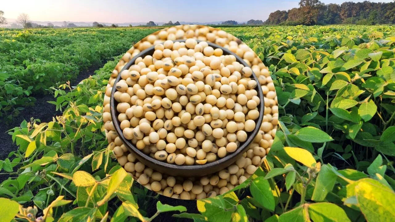 Soybean Production: मौसम की मेहरबानी, देश में 126 लाख टन के करीब पहुंचा ...