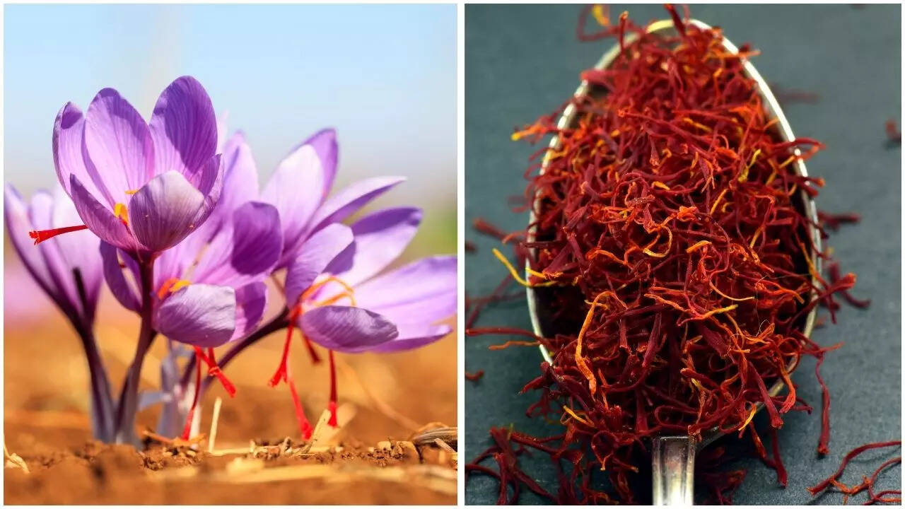 How to Grow Kesar: केसर की खेती कैसे करें? हर महीने होगी लाखों की कमाई ...