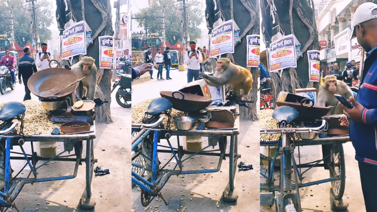 Bandar Ka Video:मूंगफली के ठेले पर पहुंच गया बंदर, फिर मचाया ऐसा धमाल ...