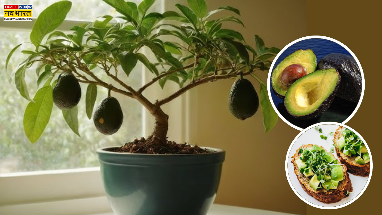 How To Grow Avocado At Home: घर पर ही ऐसे उगाएं ताजा एवोकाडो, देखें बीज ...
