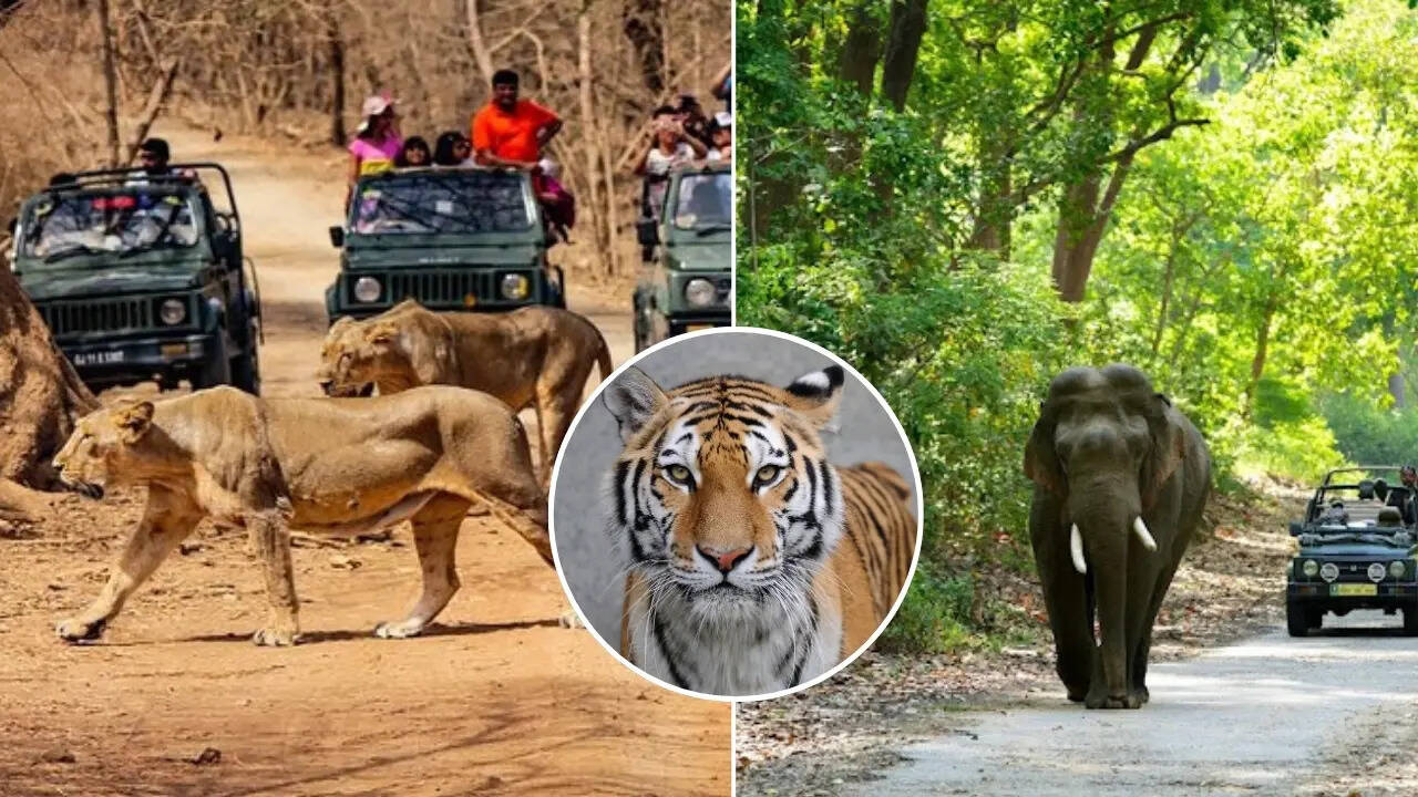 रोमांच से भरी होगी जंगल सफारी, नहीं भूल पाएंगे सफर, करीब से देख आएं ...