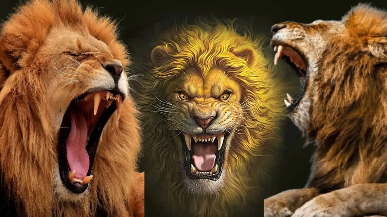 Difference Between Sher And babbar sher Know Real Facts, शेर और बब्बर ...