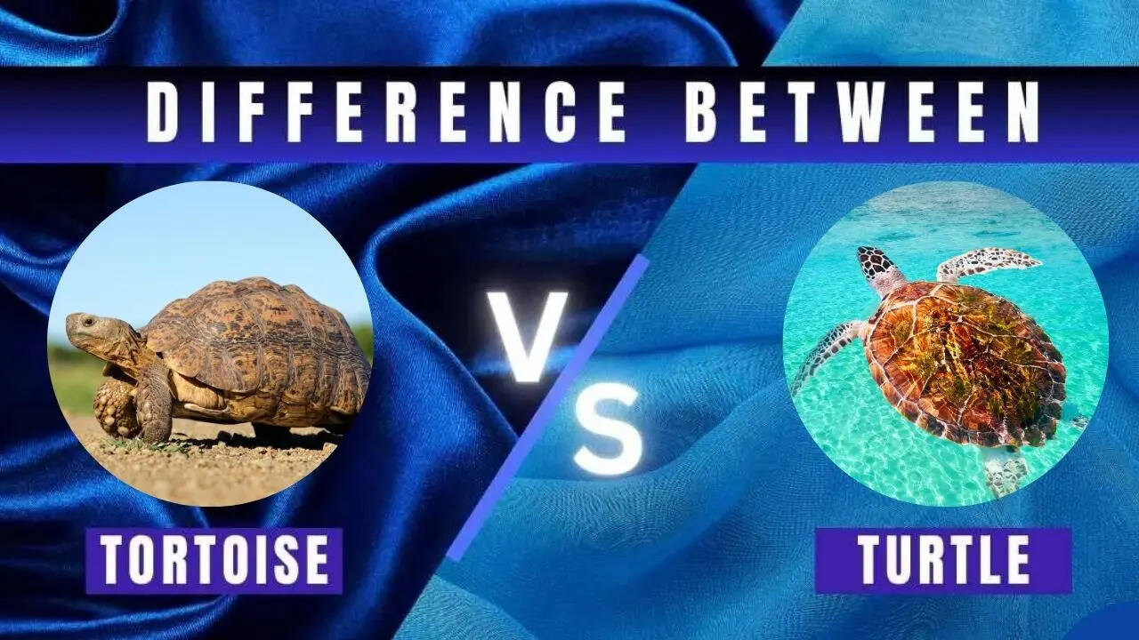 interesting gk fact What is the difference Between Tortoise and Turtle ...