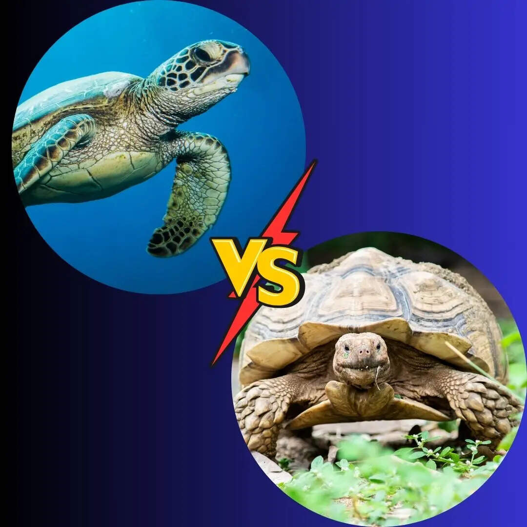 interesting gk fact What is the difference Between Tortoise and Turtle ...