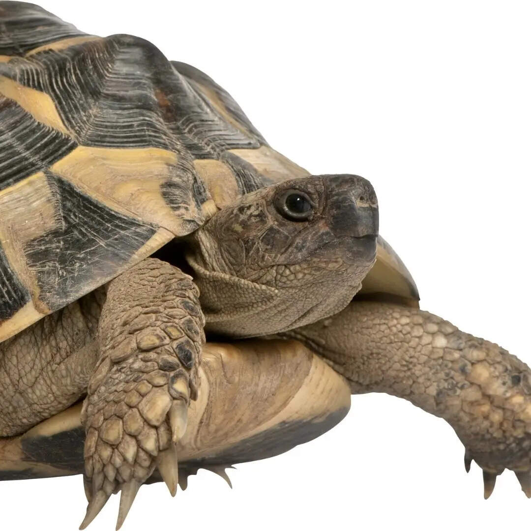 interesting gk fact What is the difference Between Tortoise and Turtle ...