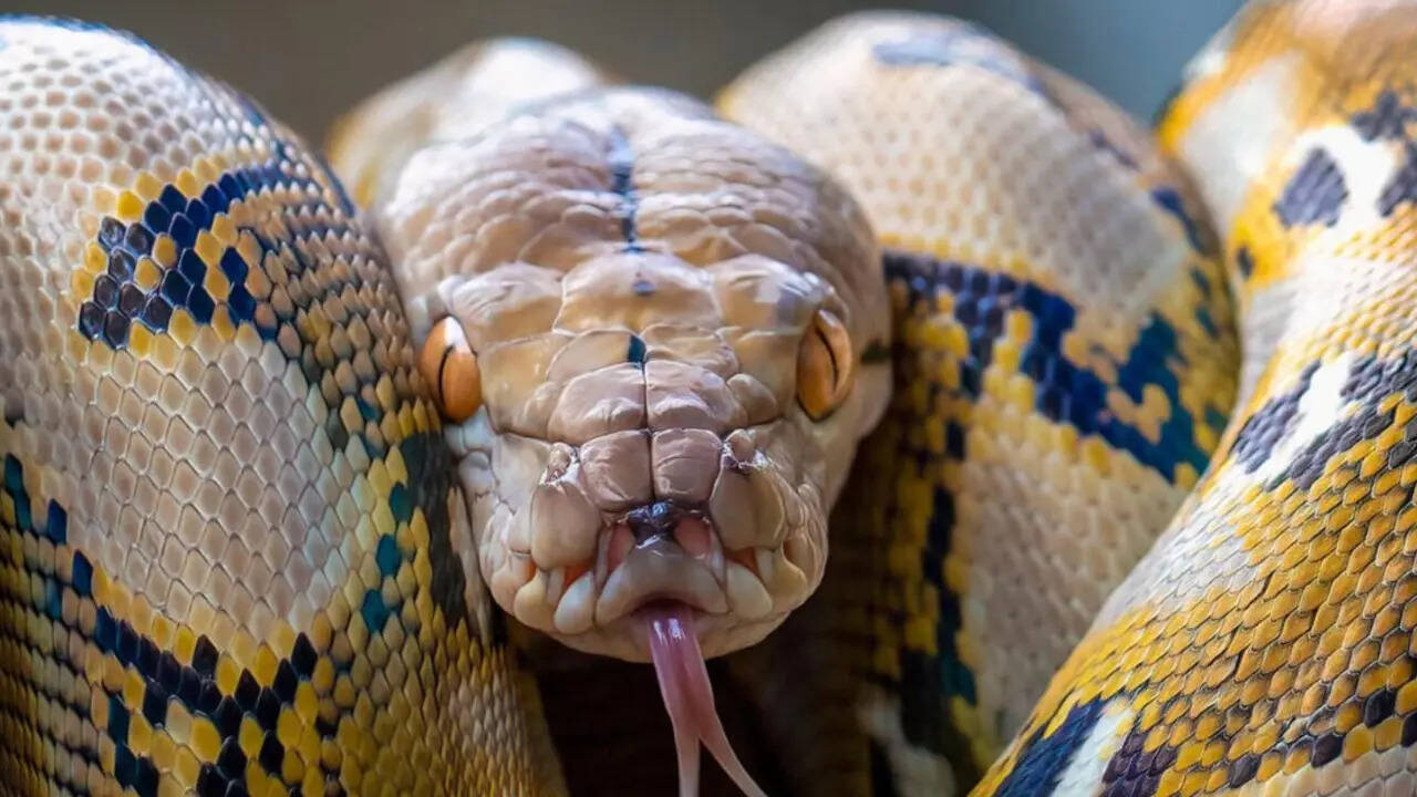 Which is the longest snake in the world name and length will surprise you