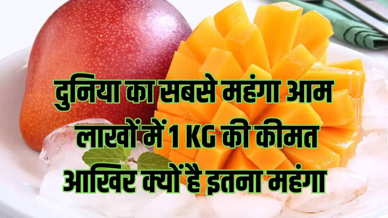 दुनिया का सबसे महंगा आम, 1 आम की कीमत में आ जाएगा IPhone, इतना क्यों है ...