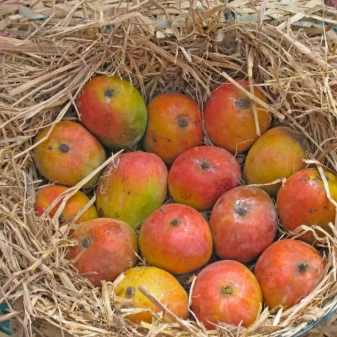 दुनिया की 7 सबसे महंगे आम की वैरायटी, खरीदने से पहले 100 बार सोचेंगे ...