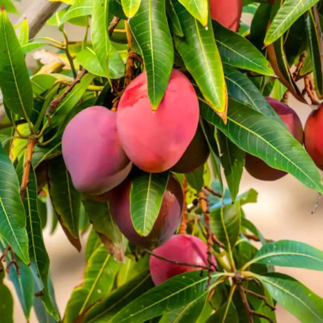 दुनिया की 7 सबसे महंगे आम की वैरायटी, खरीदने से पहले 100 बार सोचेंगे ...