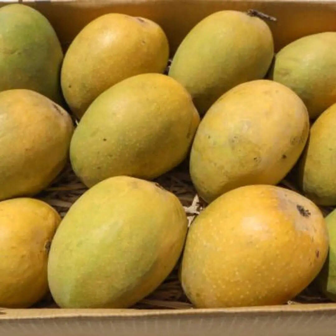 Mango Prices Shocking Fall, Reached From Rs 60 To 40 Rupees Per KG ...