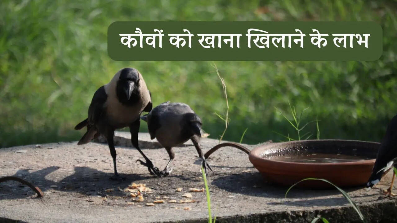 Kauwe ko khana khilane ke fayde (कौवा को खिलाने से क्या होता है): Astro ...