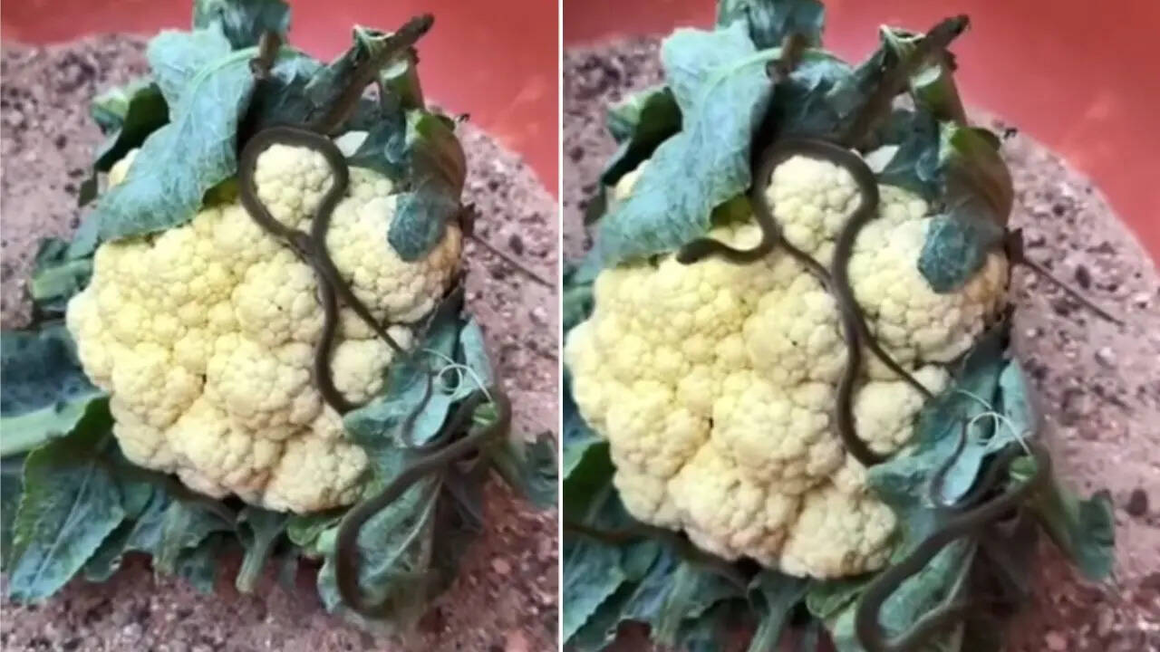 Shocking Video: बाजार से गोभी लाया था शख्स, अंदर से निकला ऐसा खूंखार ...