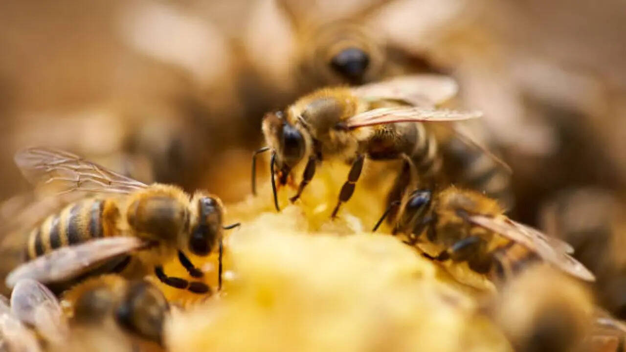 Bees can recognize human faces know many interesting facts related to them