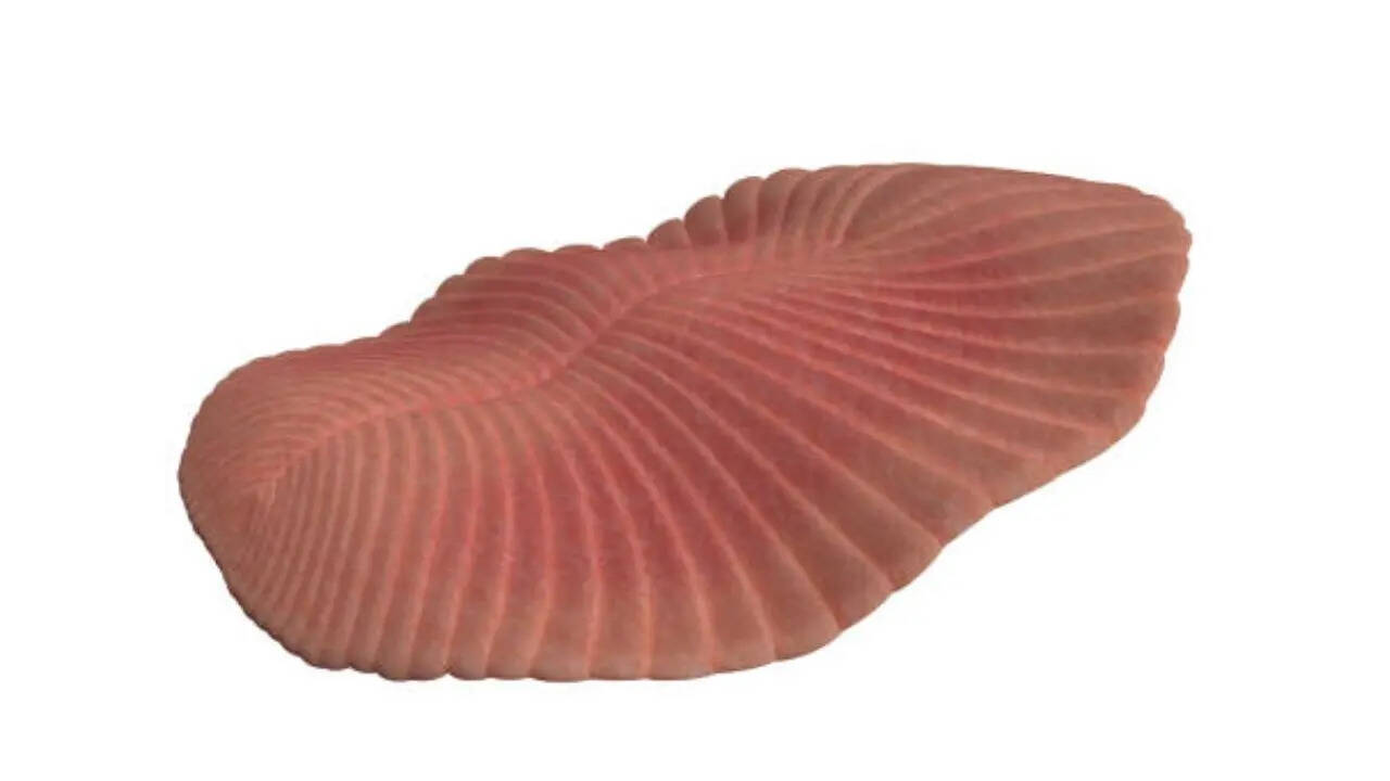 Dickinsonia The World Oldest Known Animal Found in Australia 558 ...