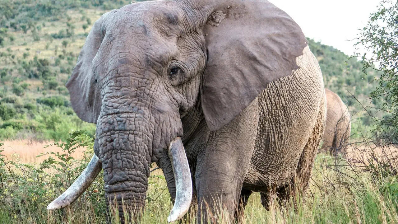 delhi zoo african elephant shankar death reason | शुरुआती जांच में ...