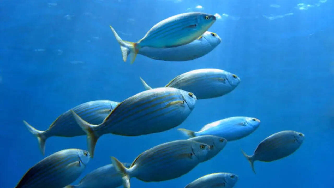 Why Some Fish Change Gender Sequential Hermaphroditism Adaptation ...