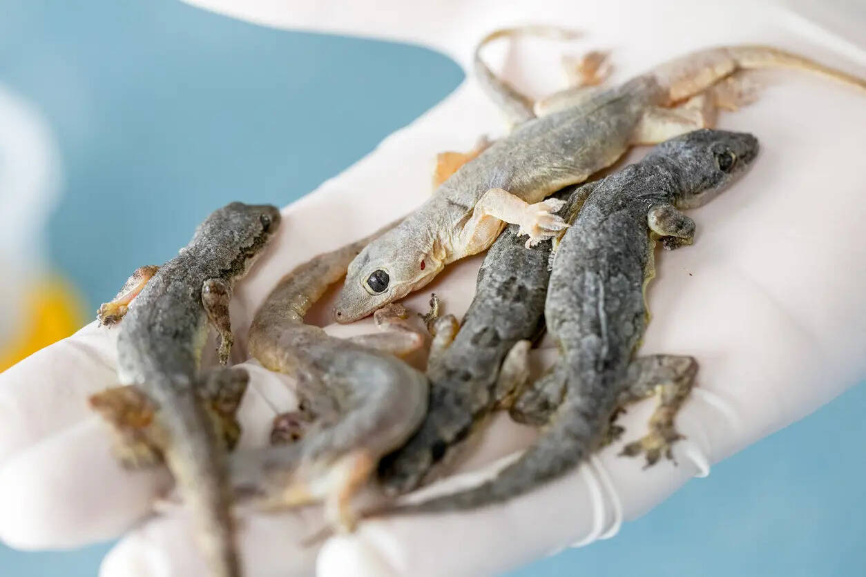 इन जगहों पर हो रही छिपकलियों की खेती, लोग पैसा कमाकर बन रहे हैं ...