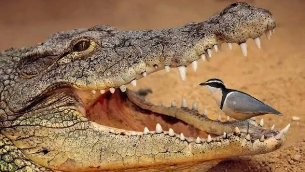 Egyptian Plover the Bird Who cleans crocodiles teeth called their ...