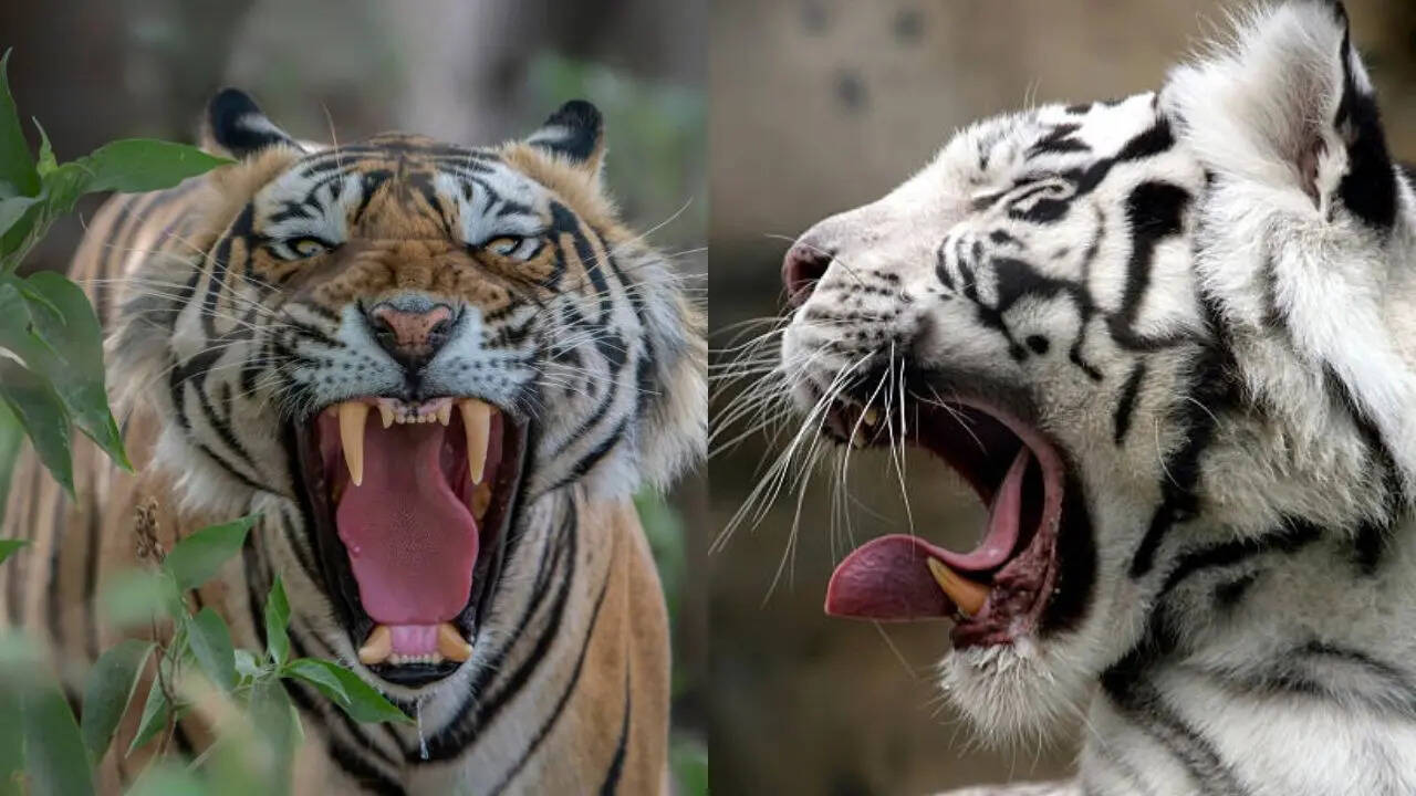 रॉयल बंगाल टाइगर या साइबेरियन टाइगर, कौन है इनमें ज्यादा ताकतवर royal ...