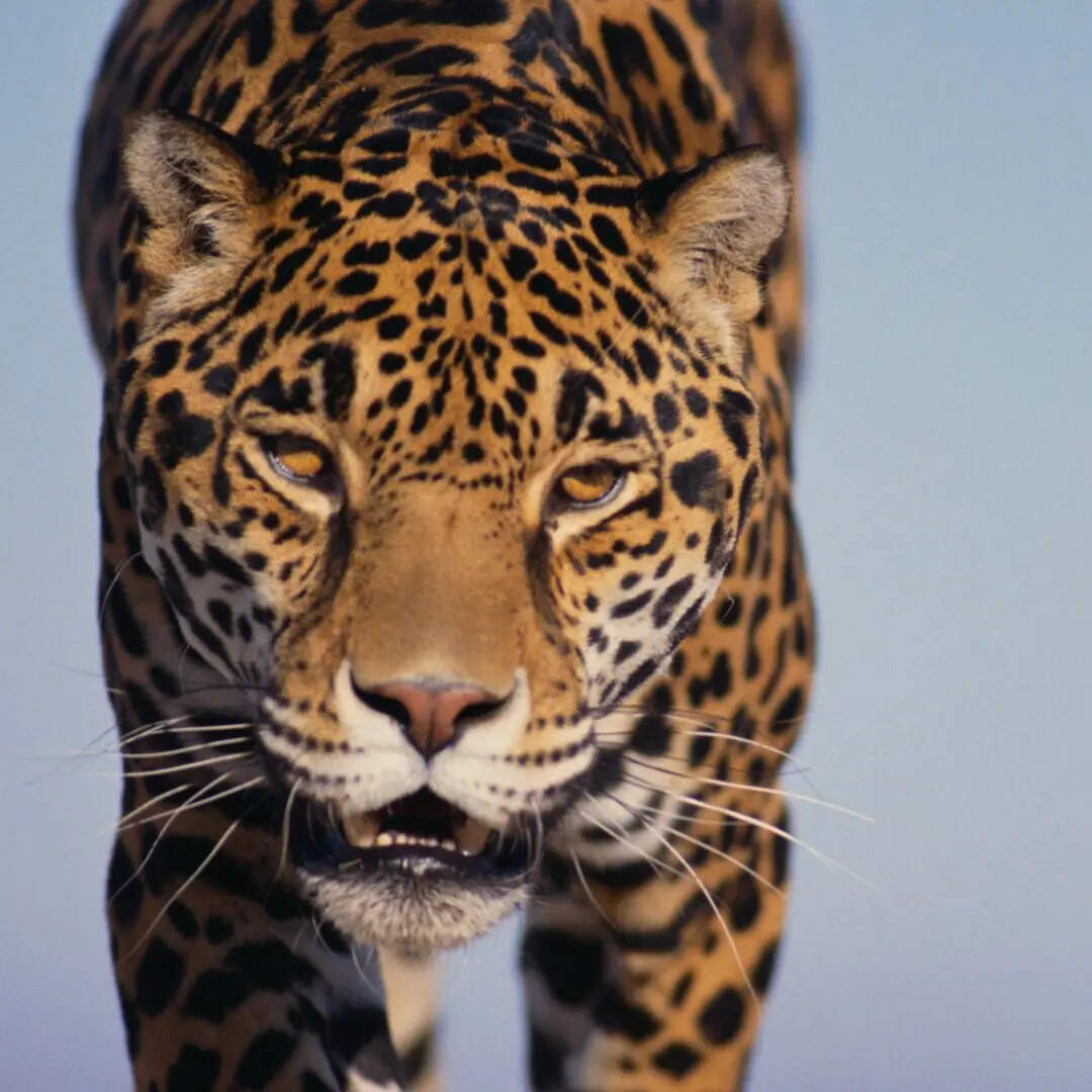 Trending GK Quiz in Hindi Jaguar is the national animal of which ...
