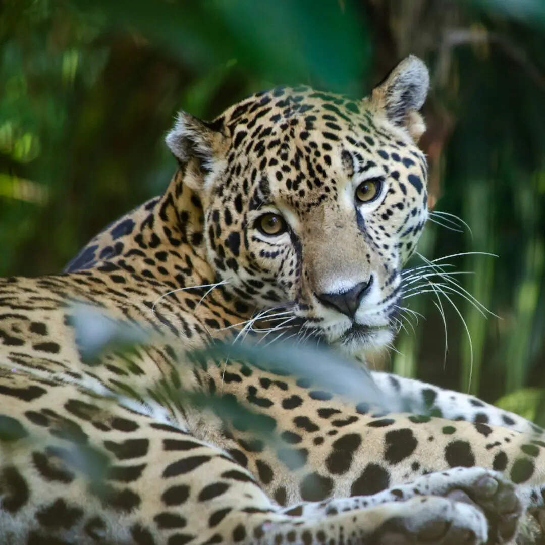 Trending GK Quiz in Hindi Jaguar is the national animal of which ...