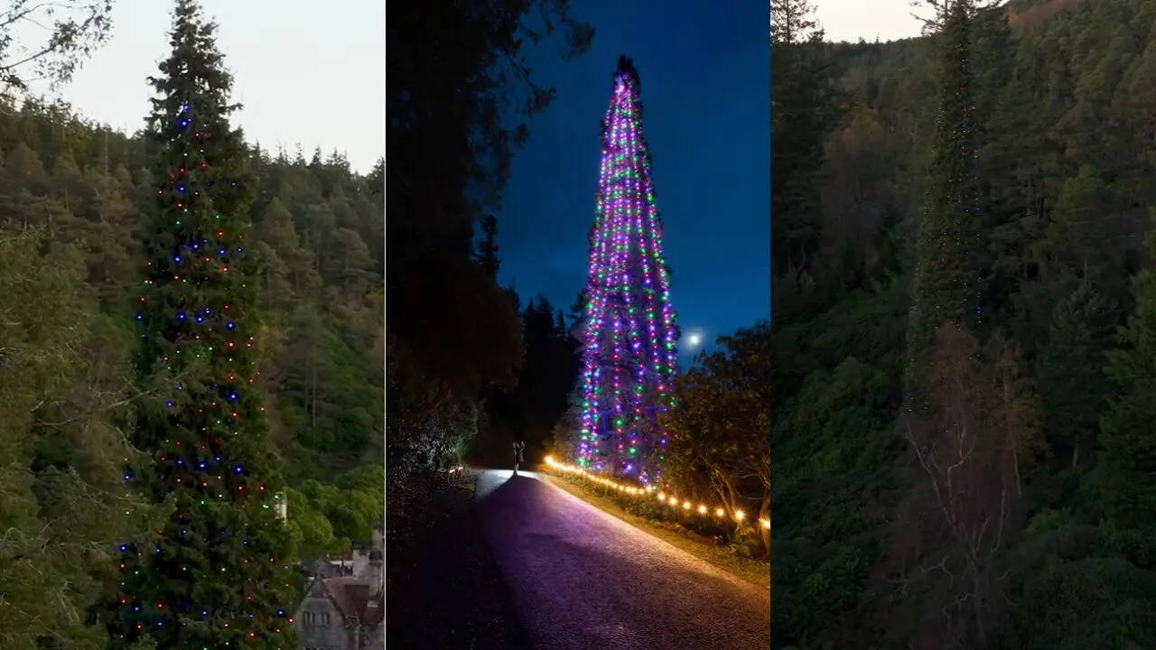 worlds Tallest bedded Christmas tree in Cragside Northumberland UK ...