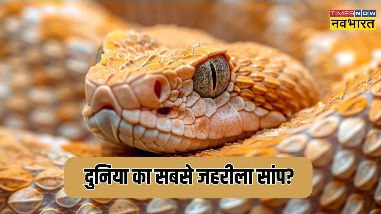 Most dangerous snake in the world Inland Taipan lesser known facts ...