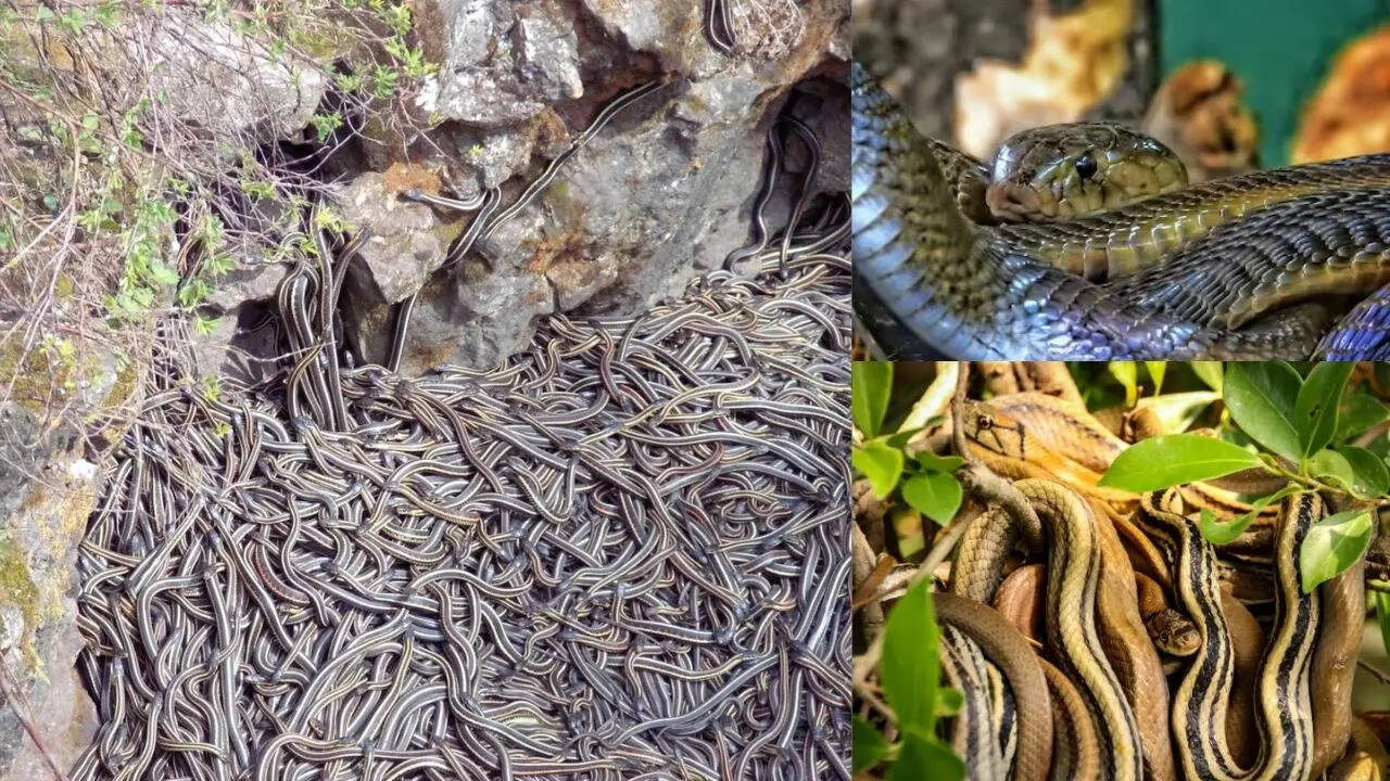 Duniya ki WO Jagah Jahan Saamp Karte Hain Romance, World's Largest ...