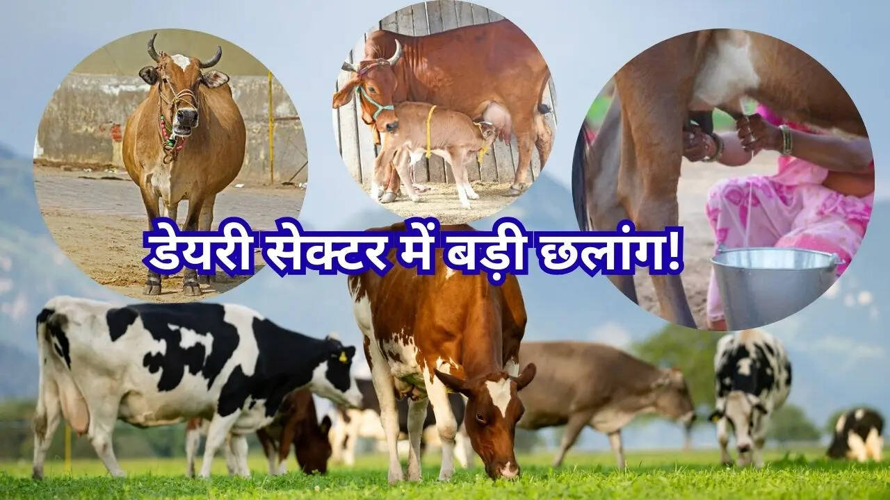 Two New Cow Breeds Karan Fries And Vrindavani Registered In India ...