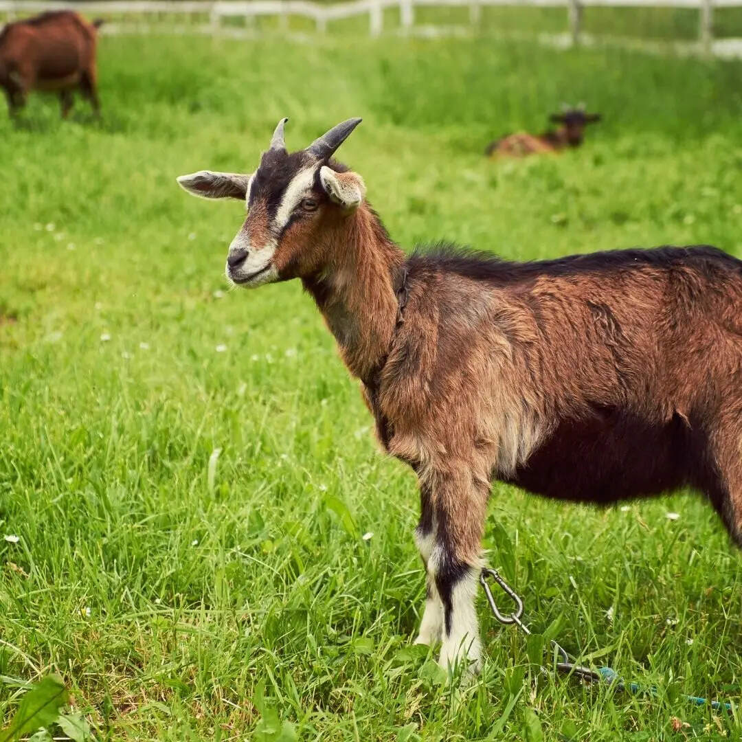 लोन में बकरी, ब्याज में मेमना, यह है भारत का अनोखा Goat बैंक: The Goat ...
