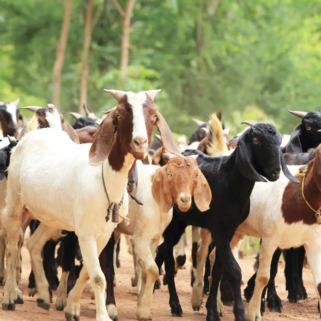लोन में बकरी, ब्याज में मेमना, यह है भारत का अनोखा Goat बैंक: The Goat ...
