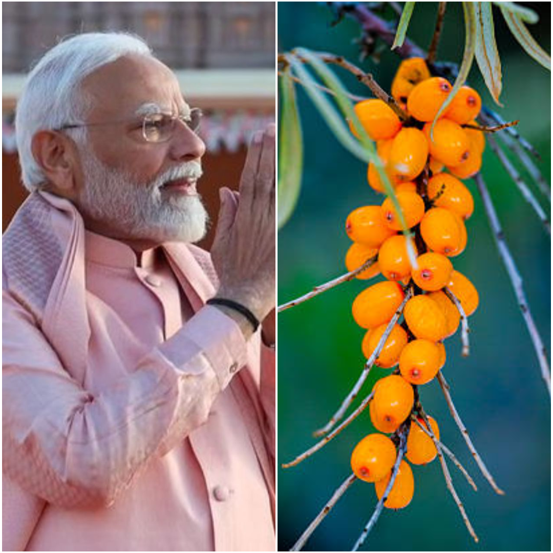 Pm Narendra Modi Favorite Fruit Sea Buckthorn Benefits In Hindi ...