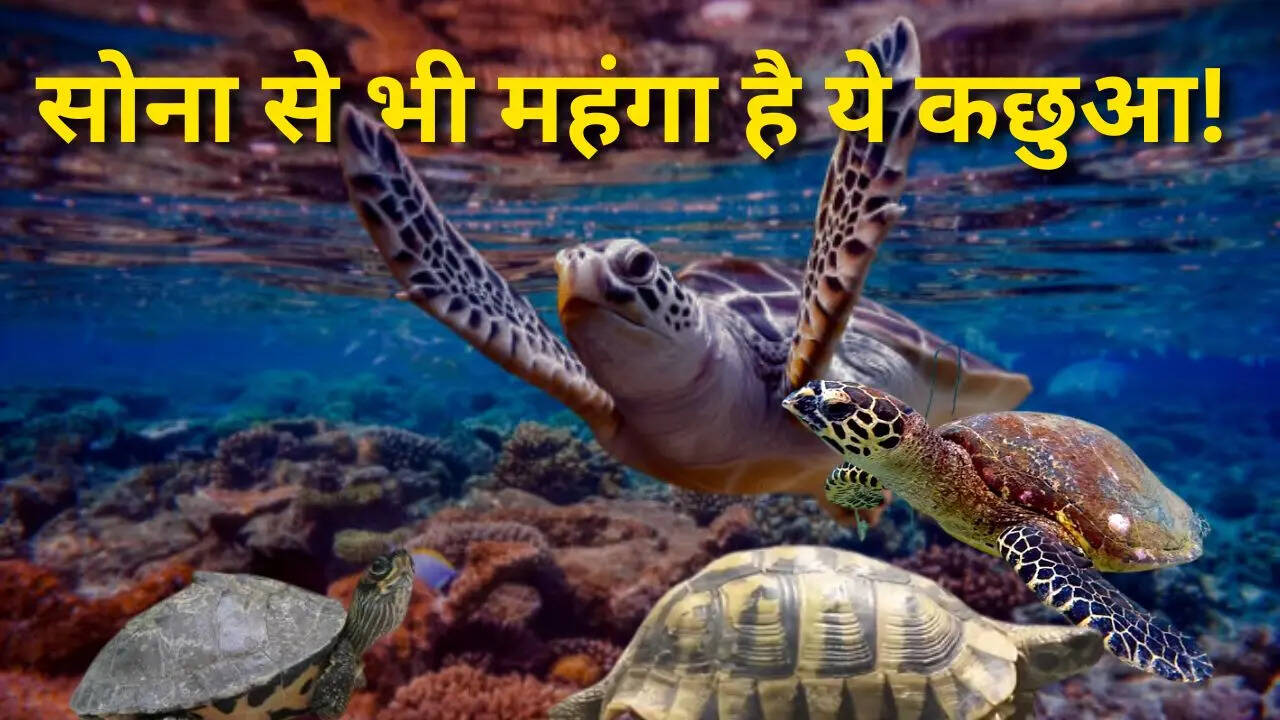 duniya ka sabse mehnga turtle kaun hai worlds most expensive turtle ...