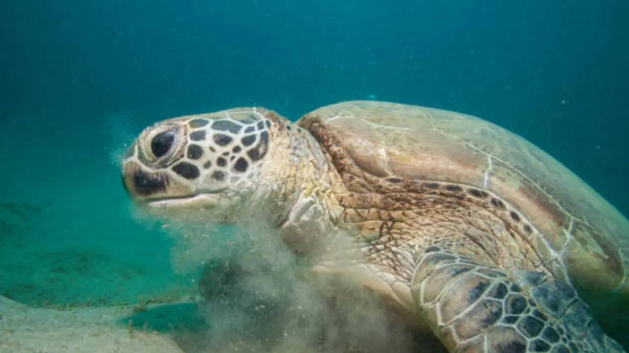 duniya ka sabse mehnga turtle kaun hai worlds most expensive turtle ...