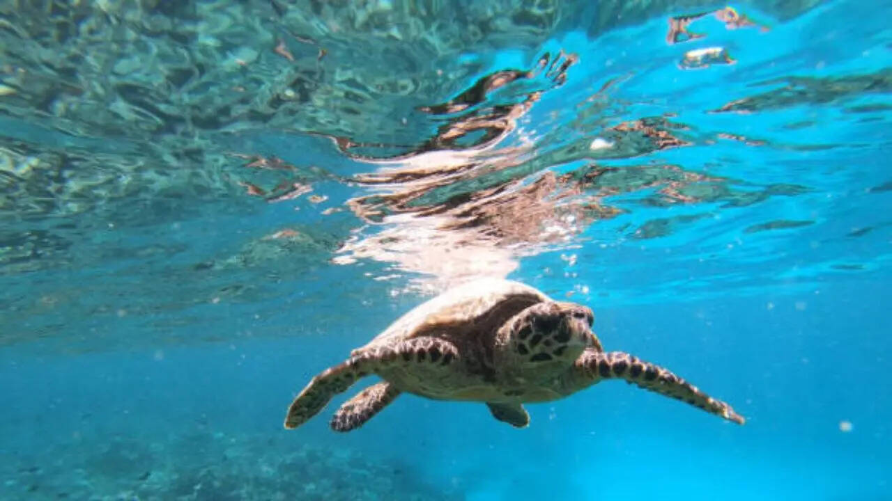duniya ka sabse mehnga turtle kaun hai worlds most expensive turtle ...