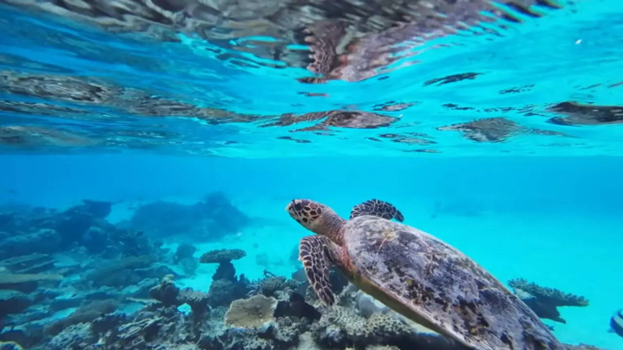 duniya ka sabse mehnga turtle kaun hai worlds most expensive turtle ...
