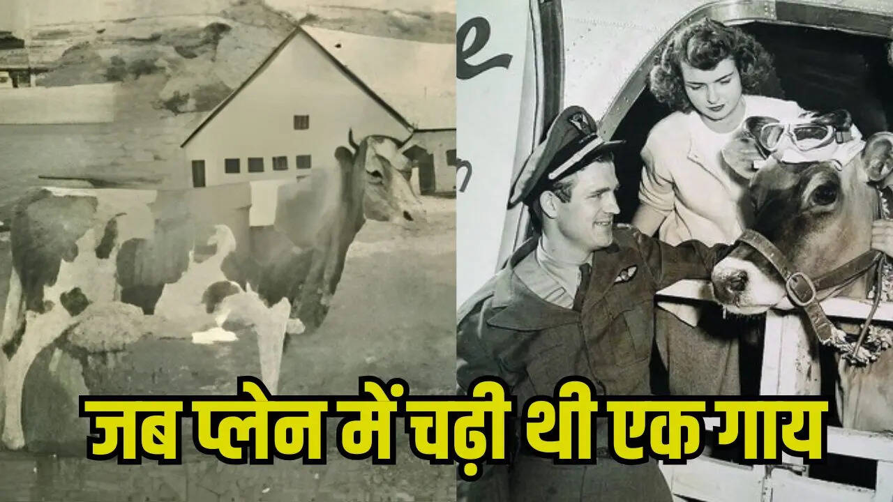 General Knowledge Question Who was Sky Queen First Flying Cow in An ...