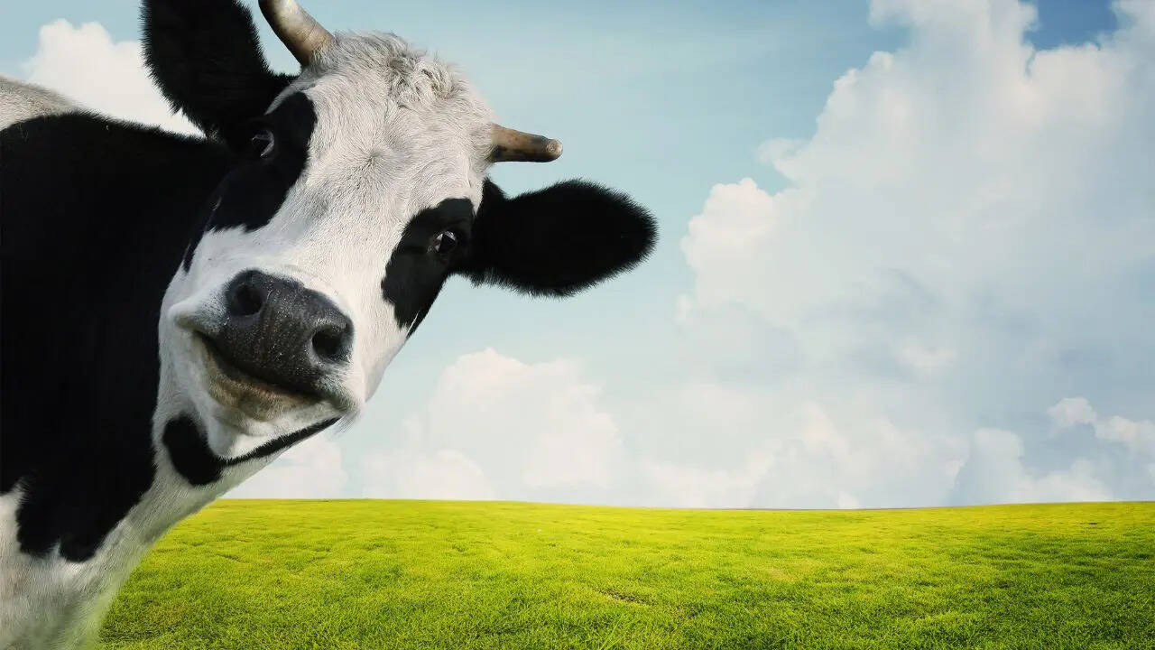 General Knowledge Question Who was Sky Queen First Flying Cow in An ...