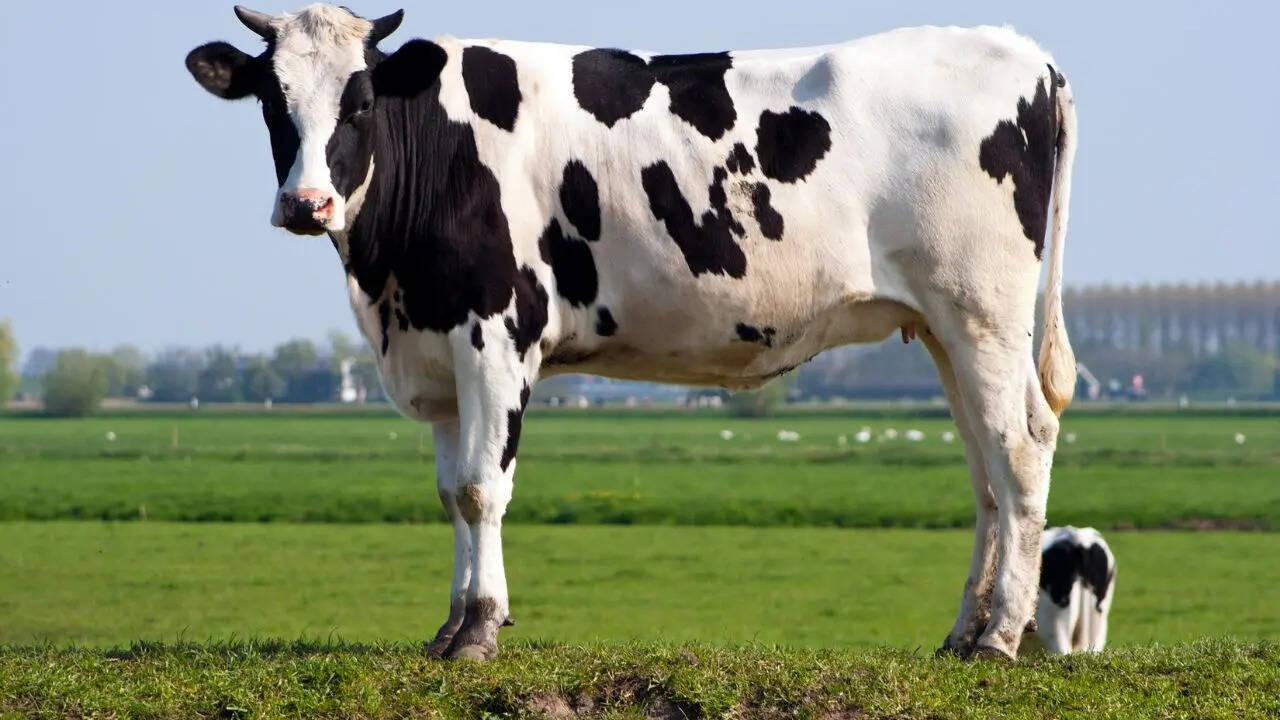 General Knowledge Question Who was Sky Queen First Flying Cow in An ...