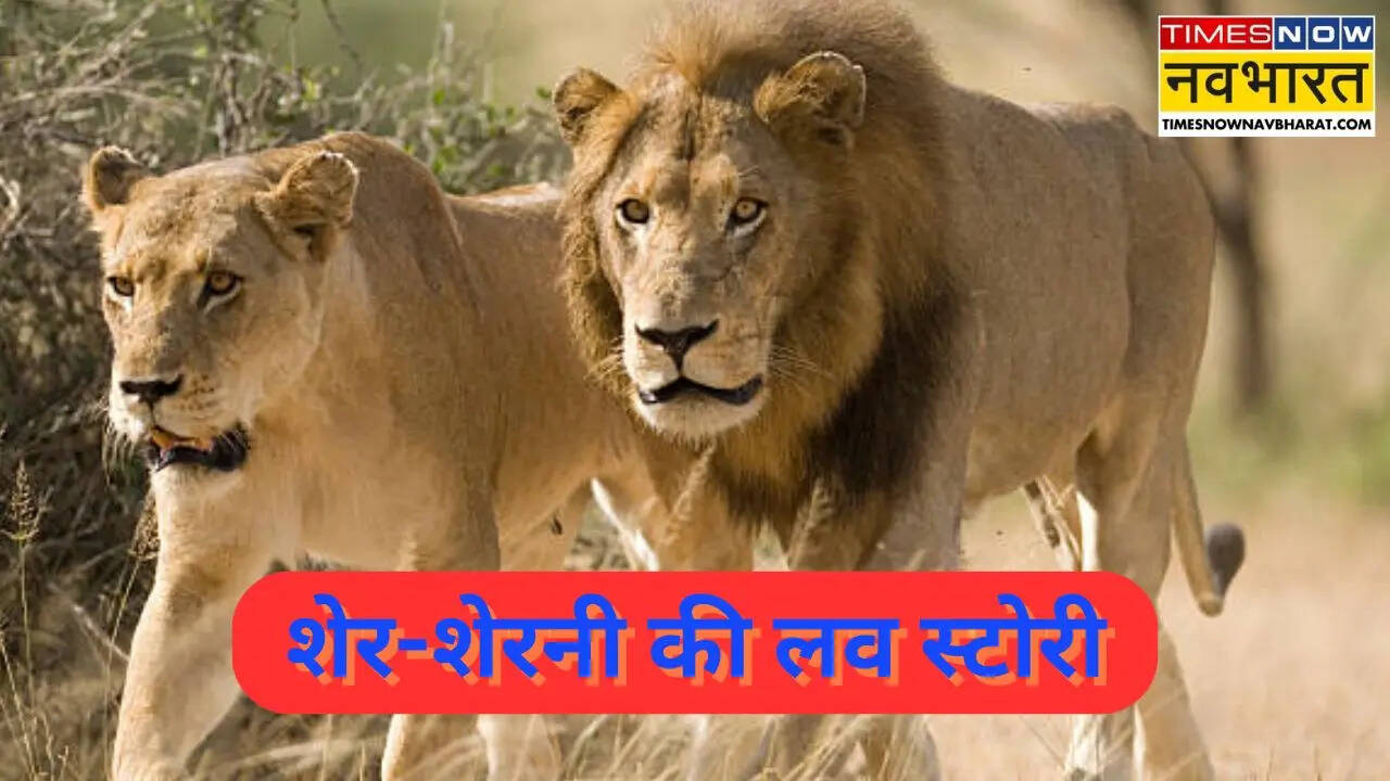 sher sherni ki prem kahani lion used to walk 60 km to meet the lioness ...