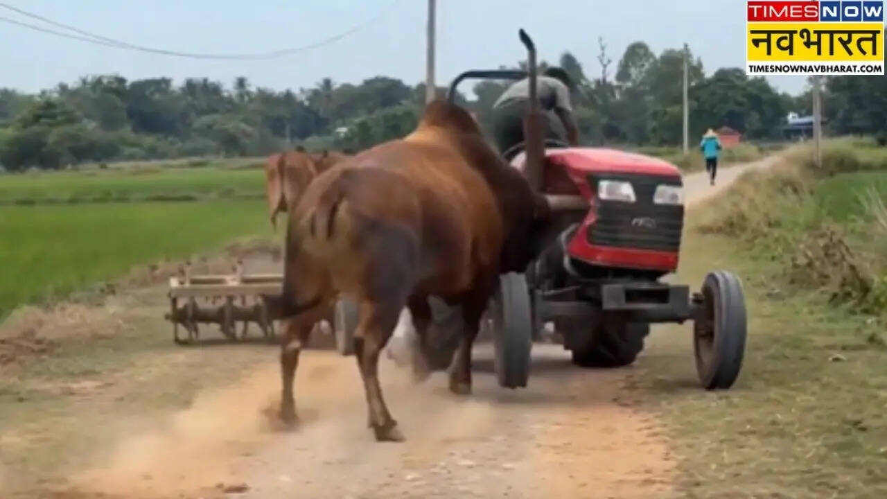 गुस्सैल सांड ने टक्कर मार ट्रैक्टर के उड़ाए परखच्चे, बुल पावर का Video ...