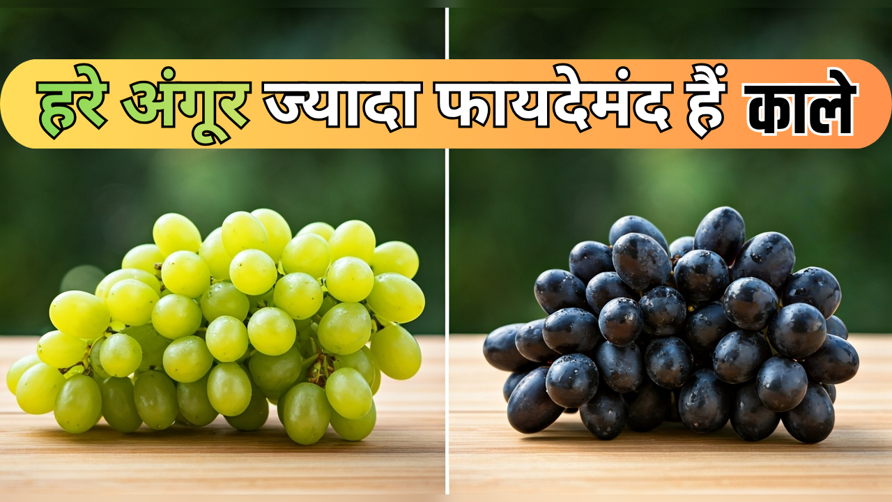 Green vs Black Grapes Difference Which Is More Healthier: हरे और काले ...