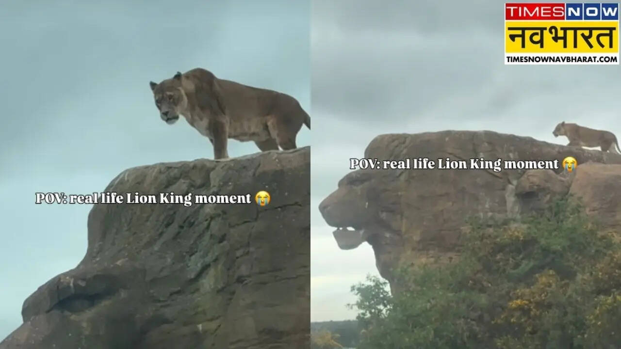 VIDEO: जब जंगल में रीक्रिएट हुआ ‘The Lion King’, रियल लाइफ सिम्बा ...