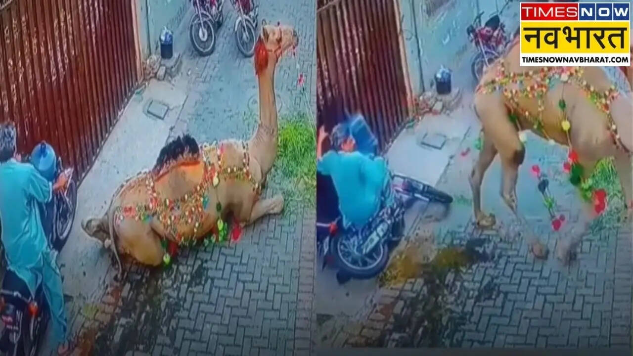 camel kick bike funny shocking viral video Viral Video: गलती से ऊंट को ...