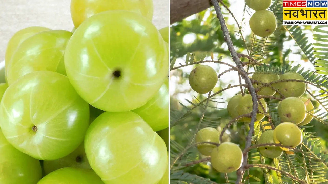 Amla juice Benefits: सेहत के लिए वरदान है रात 10 बजे के बाद आंवला जूस ...