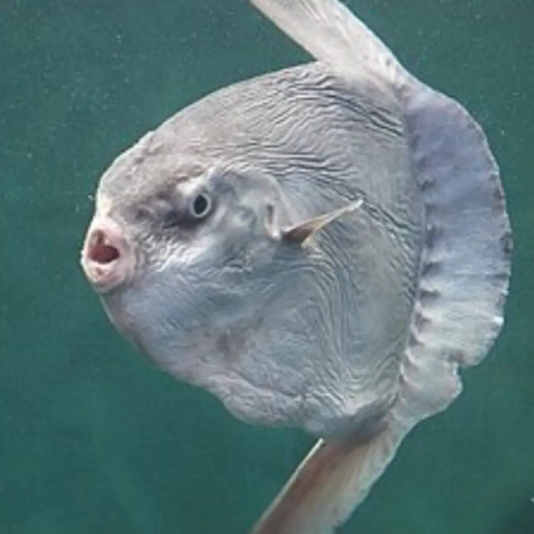 Most Bizarre fish on the sea mola mola sunfish can give 300 million ...